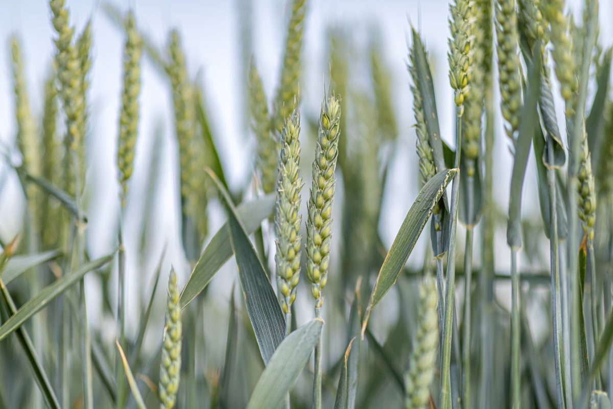 More than just a barn-filler - Crop Production Magazine