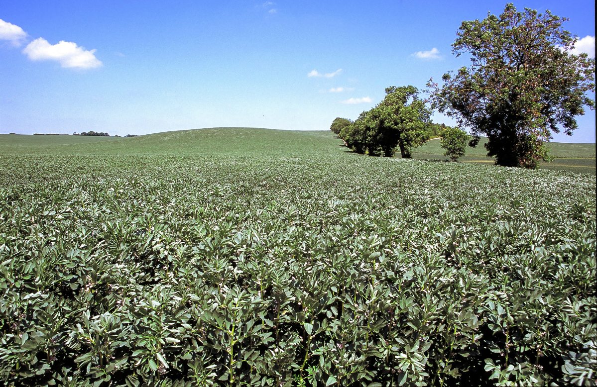 A new era for YEN - Crop Production Magazine