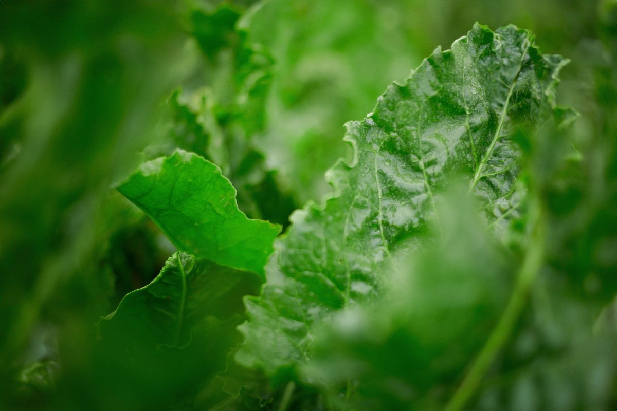 How future sugar beet varieties will help growers - Crop Production ...